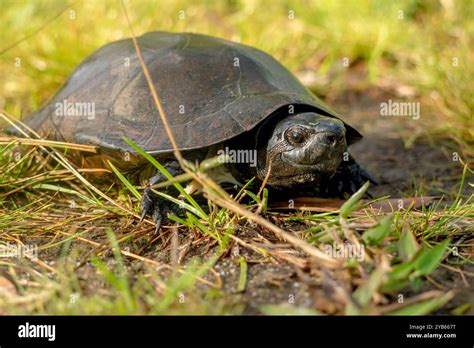 Dia mundial de las tortugas hi-res stock photography and images - Alamy