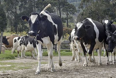 ¿qué Mecanismos Determinan La Eficiencia Alimenticia En Bovinos