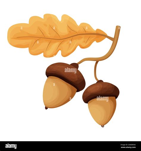 Deux Glands Sur Une Branche Avec Feuille De Chêne Jaune De Style