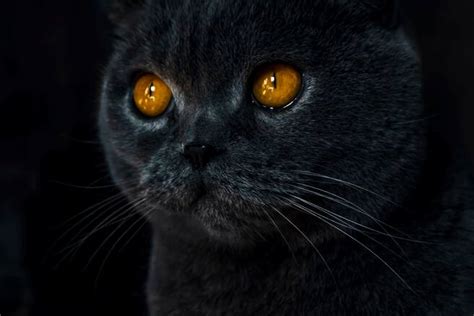 Je Veux Tout Savoir Les Chats Voient Bien Mieux Que Nous Dans Le Noir
