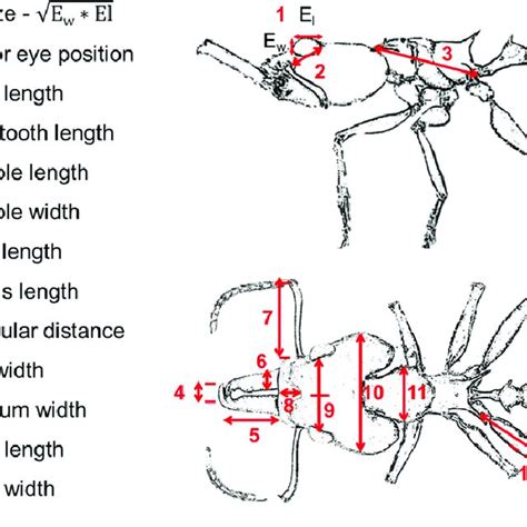 Set Of Measured Morphological Traits Represented On A Schematised Ant