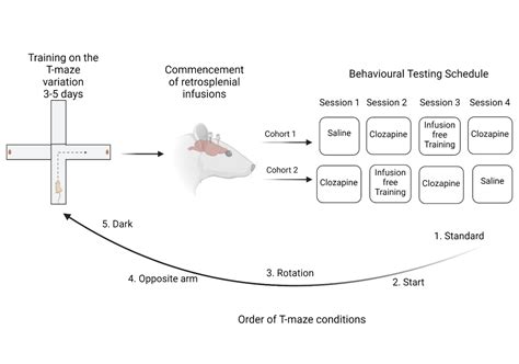Disrupting Direct Inputs From The Dorsal Subiculum To The Granular
