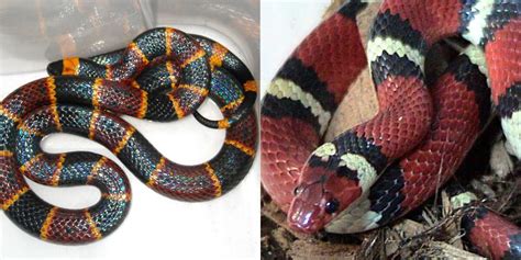 Difference Between Coral And King Snake At Michael Carandini Blog