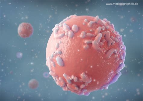 Memory T Cells MedicalGraphics