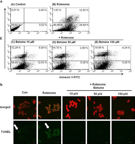 Representative Flow Cytometric Analysis And Tunel Assay A Flow