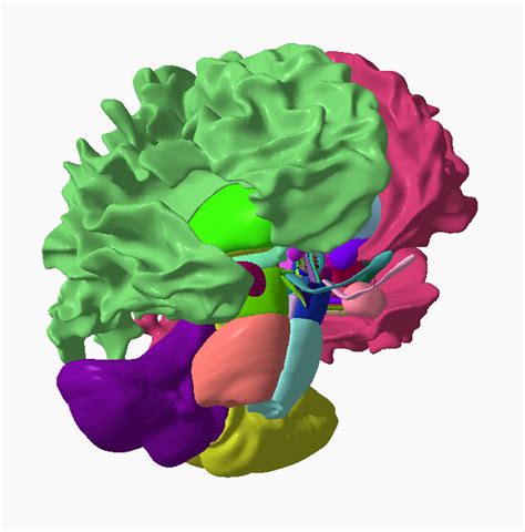 3d File Cluster Of Neuraxis Segmented Brain Part 🧠 ・design To Download And 3d Print・cults