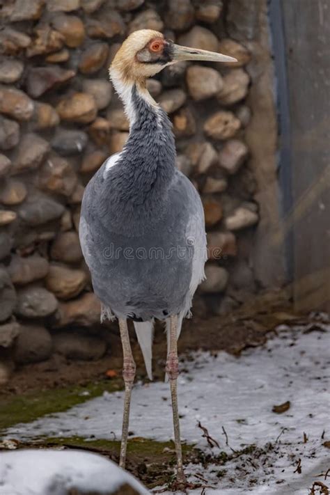 Naked Crane Stock Photos Free Royalty Free Stock Photos From Dreamstime