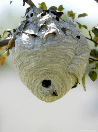 Wasp Nest Wasp Nest Wasp Hornets Nest