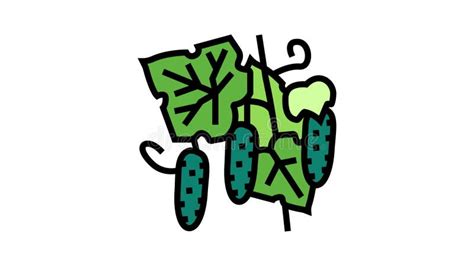 Growing Natural Cucumber Color Icon Animation Stock Video Video Of