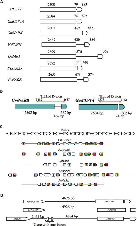 Structure And Genomic Environments Of Clavata1 And Aon Related Genes Download Scientific