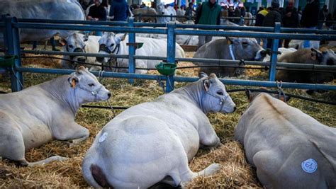 Chiude Il Mercato Bovino Al Miac Di Cuneo Lultimo Rimasto In Italia