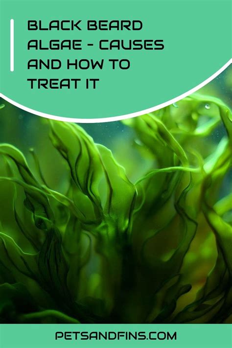 Black Beard Algae Causes And How To Treat It