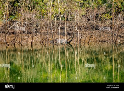 World Largest Mangrove Forest Sundarbans Famous For The Royal Bengal