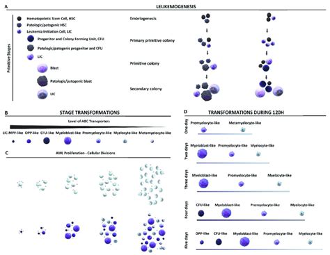 AML Stage Transformations A Scheme Of Leukemogenesis And Initiation Download Scientific