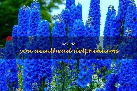 The Easiest Way To Deadhead Delphiniums And Keep Your Garden Looking Fresh Shuncy