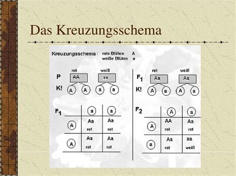 Ppt Gregor Mendel Powerpoint Presentation Free Download Id966715