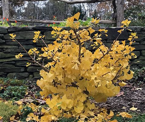 Ginkgo Biloba