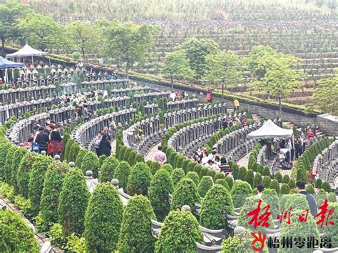 绿色低碳祭扫方式成主流 梧州零距离网
