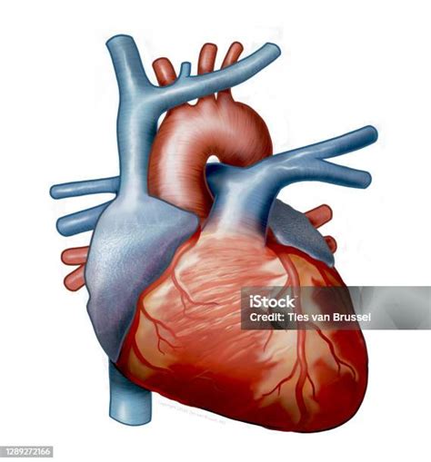 마음의 해부학 관상동맥에 대한 스톡 벡터 아트 및 기타 이미지 관상동맥 건강관리와 의술 관상동맥 우회 수술 Istock