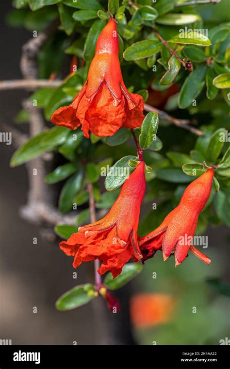 Flowers Of Dwarf Pomegranate Punica Granatum Var Nana Stock Photo Alamy