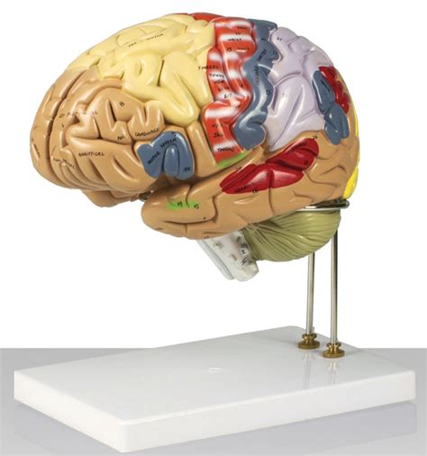 Human Brain Model Color Coded Nebraska Scientific