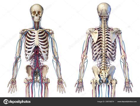 Anatomie Lidského Těla Kostra S žilami A Tepnami Zobrazení Vpředu A
