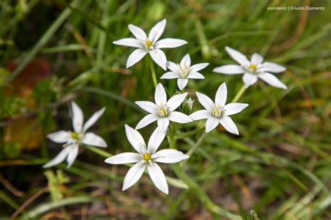 Reproducción De Las Plantas Métodos Sorprendentes Y Estrategias