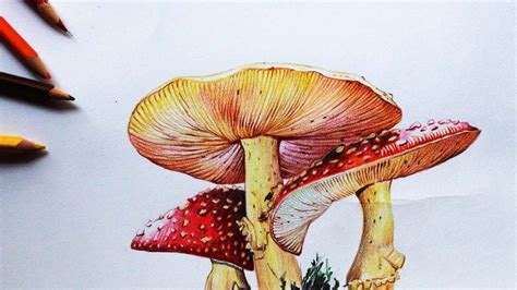Colorful Mushrooms Drawings
