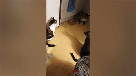 7월29일사이나쁜 고양이가 마주치면고개를 돌리지 Youtube