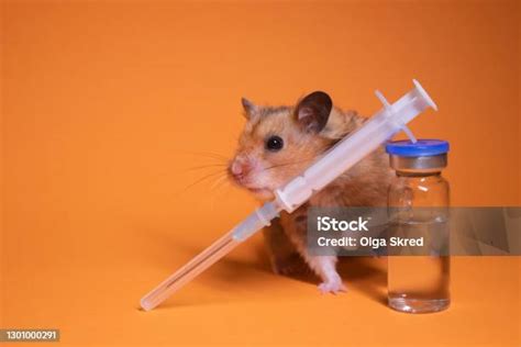 갈색 햄스터 오렌지 배경에 고립 된 바늘과 병 피알과 의료 주사기 근처 마우스 의학 실험 마우스에 대한 테스트 수의학 백신 개발 0명에 대한 스톡 사진 및 기타 이미지