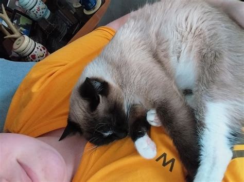 Look At My Hell Spawn 🥰 R Catpics