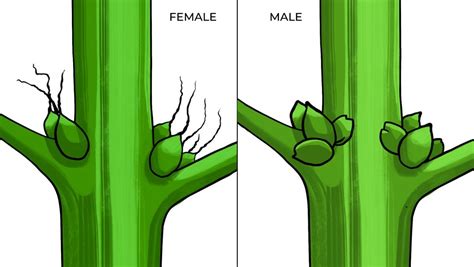 Cannabis Plants Anatomy From Seeds To Buds Fast Buds