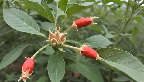 Premium Photo Ashwagandha Plant Withania Somnifera