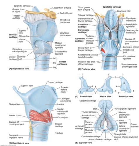 Larynx And Pharynx Flashcards Quizlet