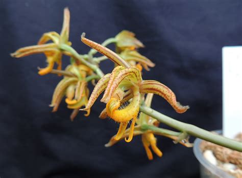 Mormodes Lineata Cataman2012 Flickr