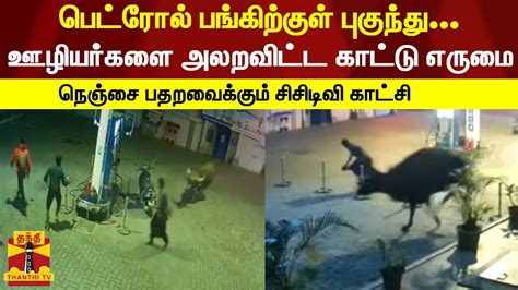 பெட்ரோல் பங்கிற்குள் புகுந்து ஊழியர்களை அலறவிட்ட காட்டு எருமை
