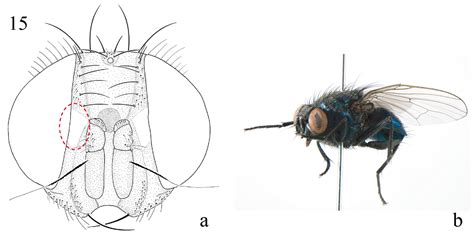 Figure 15 Psilochaeta Chalybea Female 15a Head Anterior View 15b