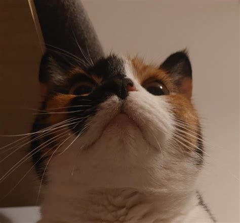She Looks Like She Just Saw A Ghost 😂 Rtwofacedcats