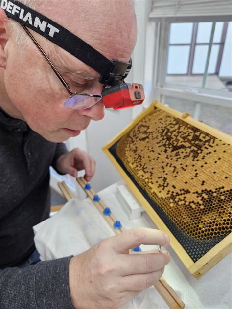 Common Breeds Of Honey Bees Honey Top Bees Chapin Sc
