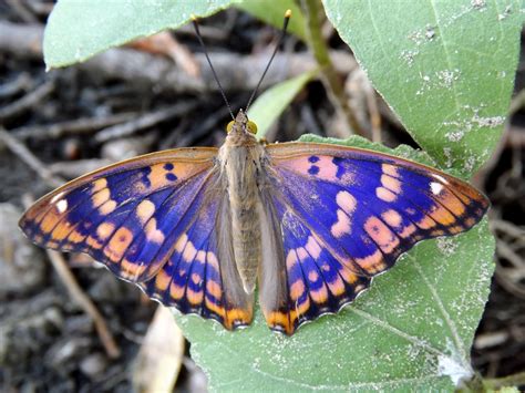 Безплатна снимка крило листо цвете дивата природа насекомо син фауна безгръбначен