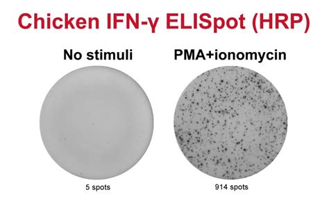 Chicken Ifn Gamma Elispot Basic Kit Hrp 3125 2h