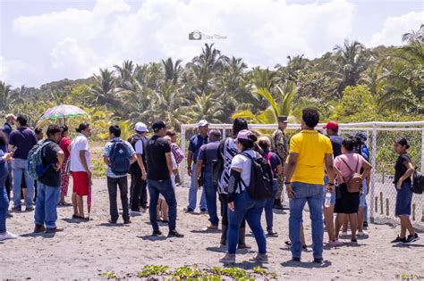 Inicia El Monitoreo De Arribada De Tortugas En Bocas Del Toro MiAmbiente