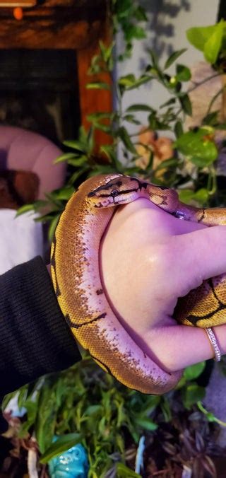 This Is Medusa I Just Got Her Today From My Neighbor She S A Spider Python R Ballpython