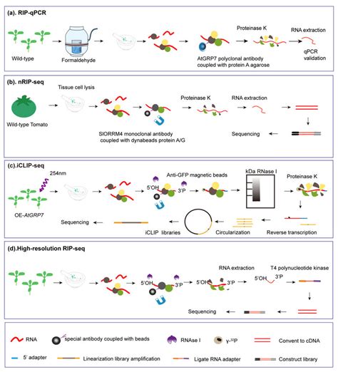 Workflow Of Rip Qpcr Native Rip Seq Iclip And High Resolution Rip Seq