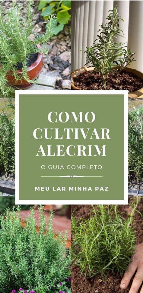Como Plantar E Cuidar De Alecrim Guia Completo Meu Lar Minha Paz