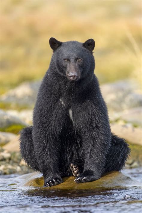 Rescuers Save Bear Stuck In Tree With A Trampoline Gamereactor