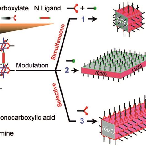 Schematic Of Face Selective Coordination Modulation Of Download Scientific Diagram