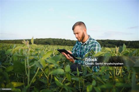 젊은 농업 경제학자는 콩밭에서 태블릿 터치 패드 컴퓨터를 들고 수확하기 전에 작물을 검사합니다 농업 관련 개념입니다 여름에 태블릿을 들고 콩밭에 서 있는 농업 엔지니어 검사