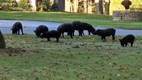 Watch Escaped Pigs Wreaking Havoc On Connecticut Neighbors Lawns