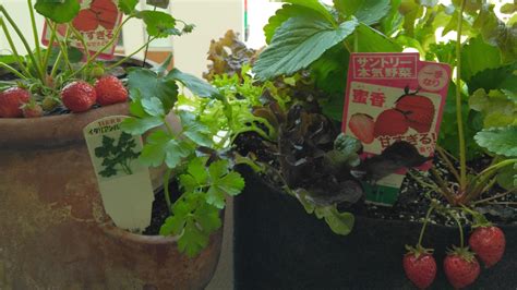 New Zealand Cafe Daimyo Fukuoka Japan Yuzumaru Daimyo Fukuoka • Instagram Photos And Videos